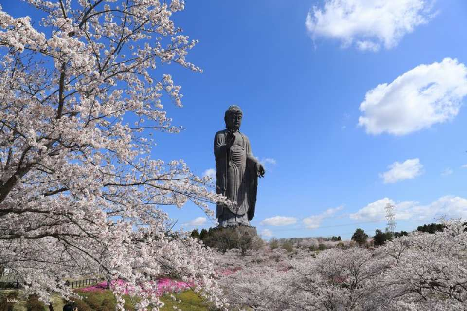 東京牛久大佛賞芝櫻一天團｜人氣芝櫻賞櫻景點｜遊覽土浦魚市場、阿見OUTLET購物 in Tokyo | Pelago