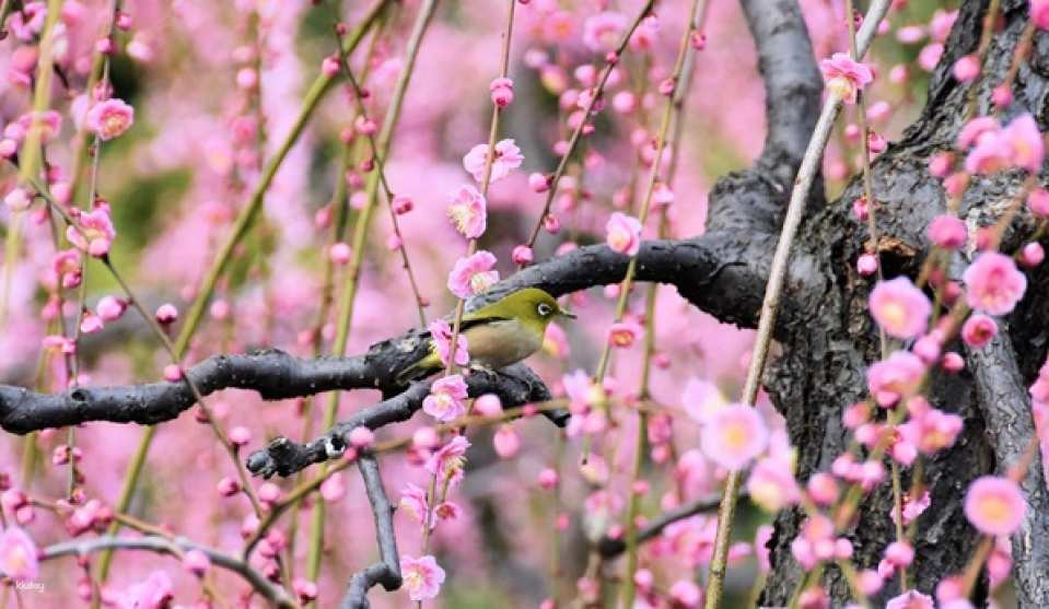 [Japan] Osaka Uji Plum and Camellia Viewing 1-Day Tour | Jonangu Shrine ...