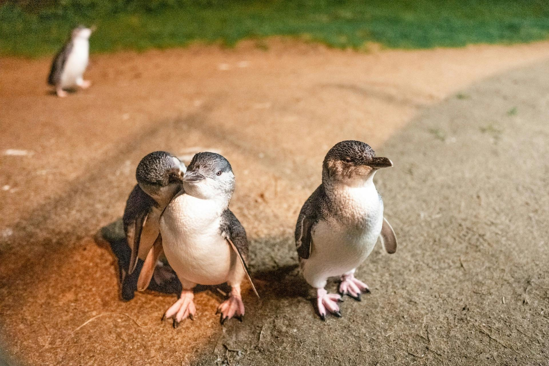 Phillip Island: Guided Tour from Melbourne + Wine, Lunch & Penguin ...