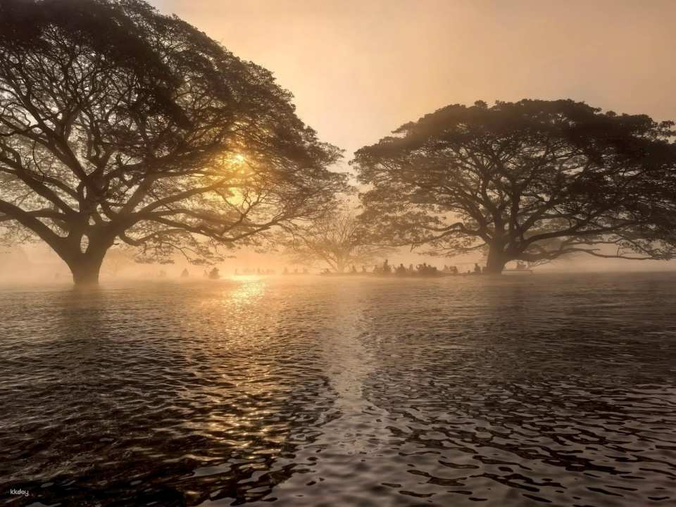 Private Day Trip: Visit Giant Rain Tree & Sticky Waterfall | Chiang Mai ...