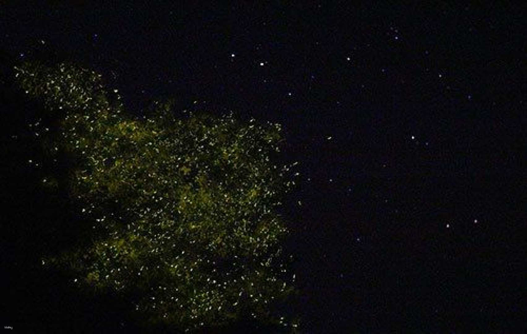 보홀의 Bohol Abatan, Maribojoc or Loboc Firefly Watching Experience ...