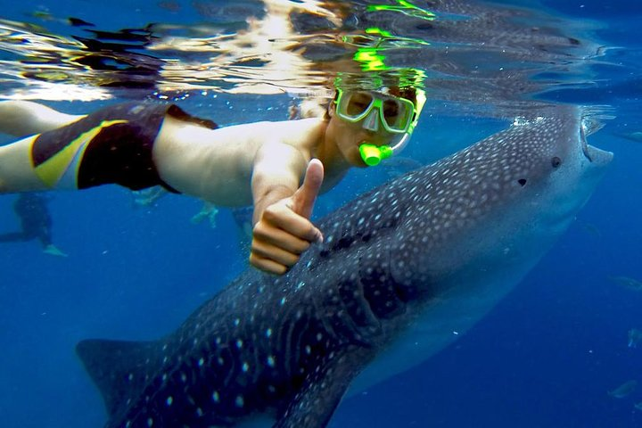 Budgeted: Bohol to Oslob Cebu Whale Shark Experience in Tagbilaran City | Pelago