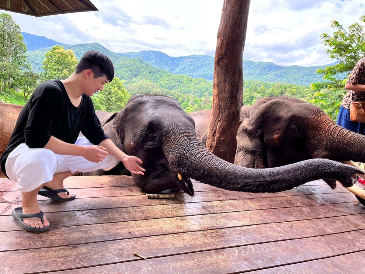 Chiang Mai Good Vibes Journey: Elefin Farm & Cafe, Cypress Lanes & Baan ...