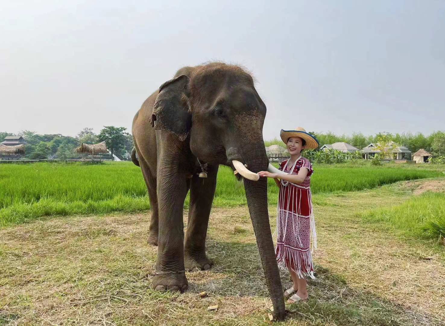 Chiang Mai Satian Elephant Park Tour | Thailand in Chiang Mai | Pelago