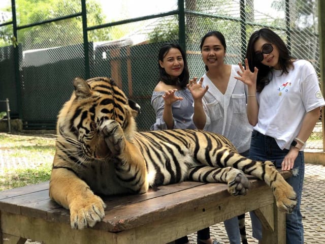 Phuket Tiger Kingdom & Sightseeing Half-Day Tour | Thailand in Phuket ...