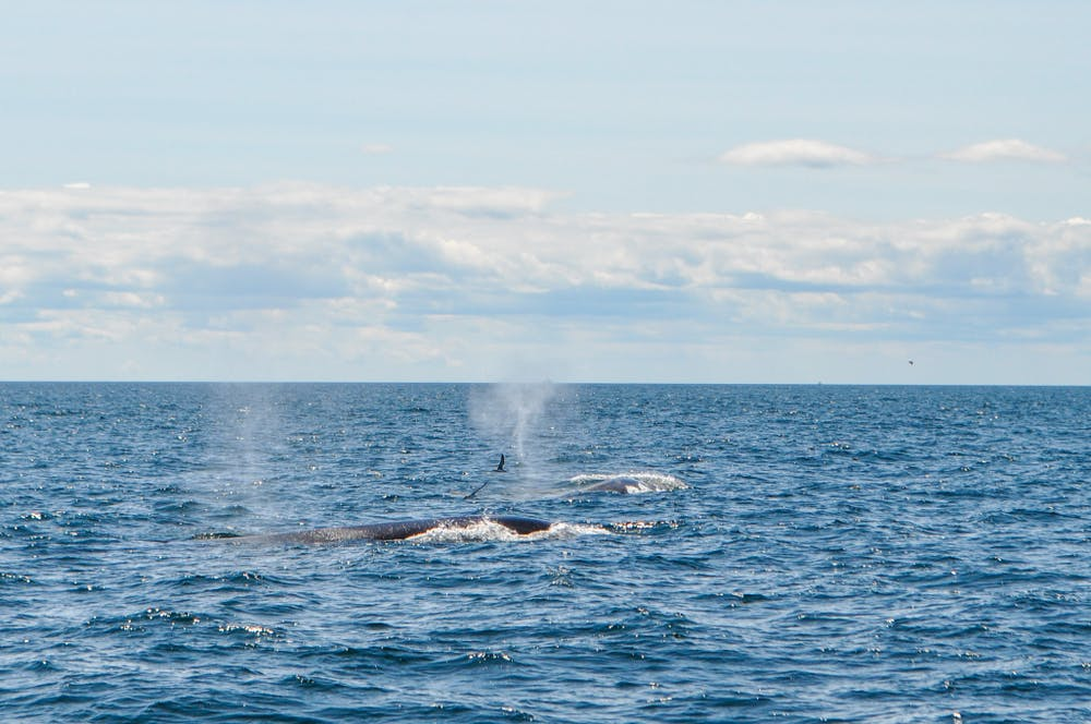 Boston Harbor Whale Watch Cruise in Boston | Pelago