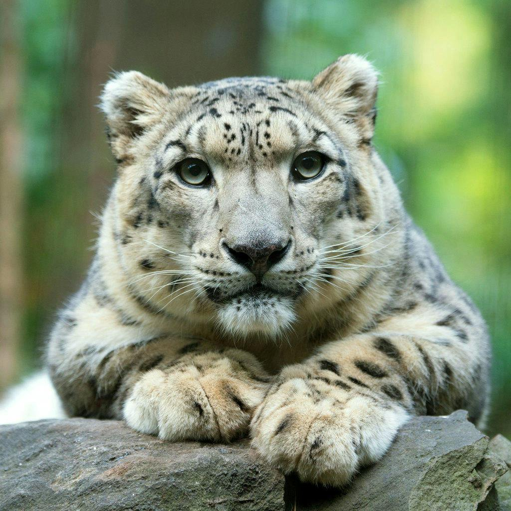 Central Park Zoo Tickets in New York | Pelago