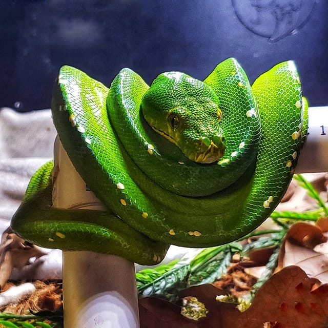 Franklin Drive Thru Safari in Franklin | Pelago