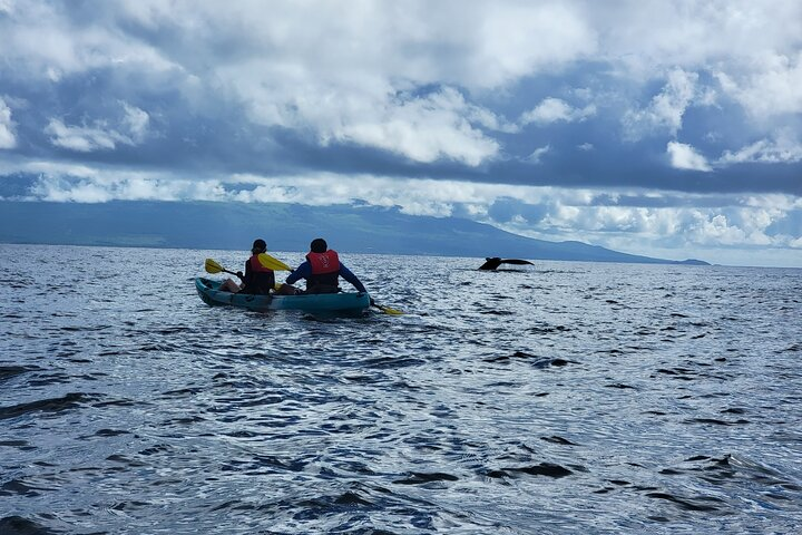 Kayak Whale Watch and Snorkeling - Olowalu in Maui | Pelago