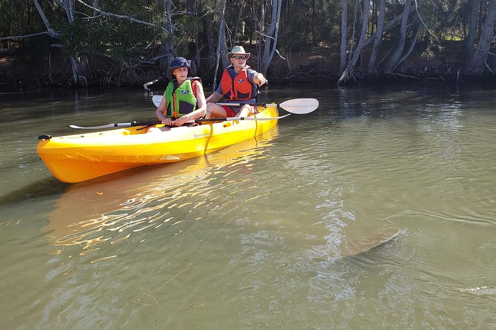 Manatee and Dolphin Kayaking | Haulover Canal (Titusville) in Cocoa ...