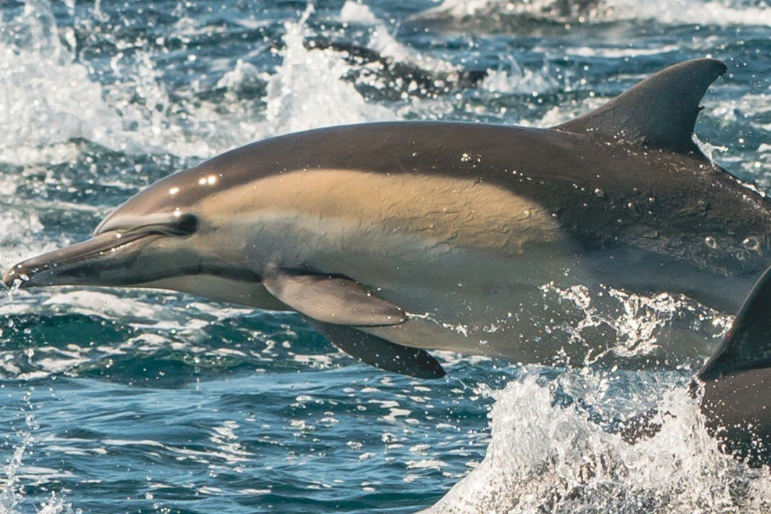 Newport Beach: Year-Round Whale and Dolphin Cruises in Los Angeles | Pelago