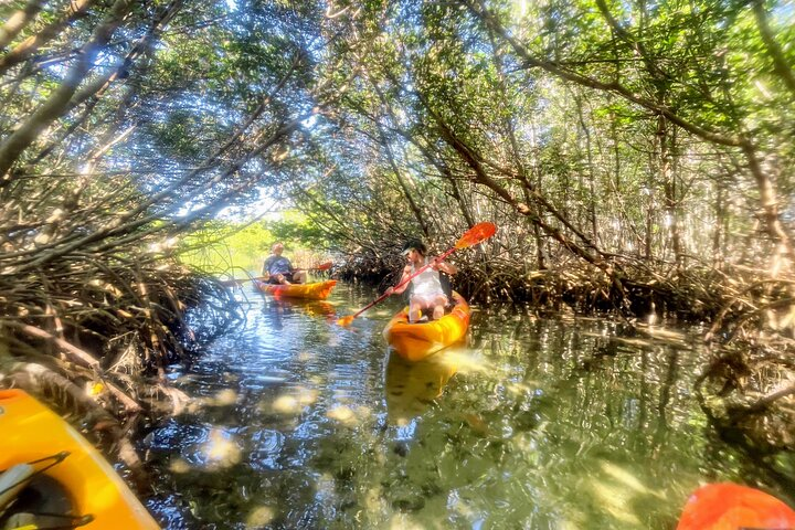 Exclusive Kayak Expedition: Exploring the Mangroves to Shell Key in St ...