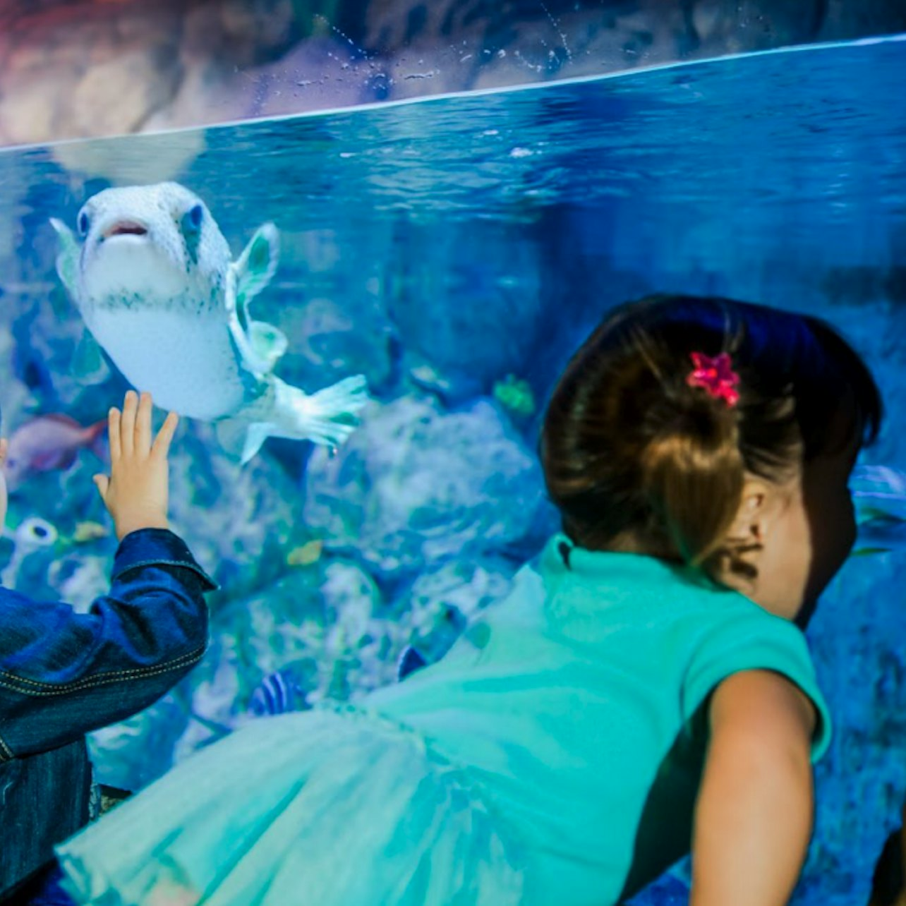 SEA LIFE Grapevine in Dallas | Pelago