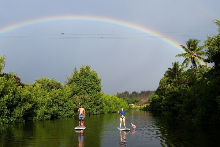 Stand Up Paddle Nature and Turtle tour-Guaranteed to see turtles in ...