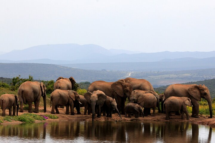 Addo Elephant Full Day Safari with a Traditional South African Braai ...