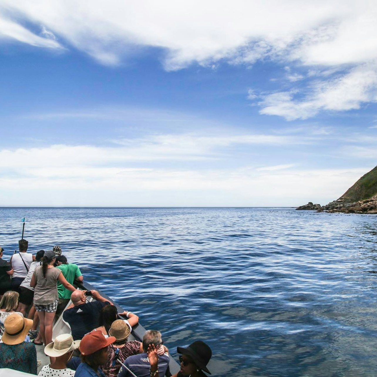 Duiker Island: Seal Sightseeing Cruise in Cape Town | Pelago