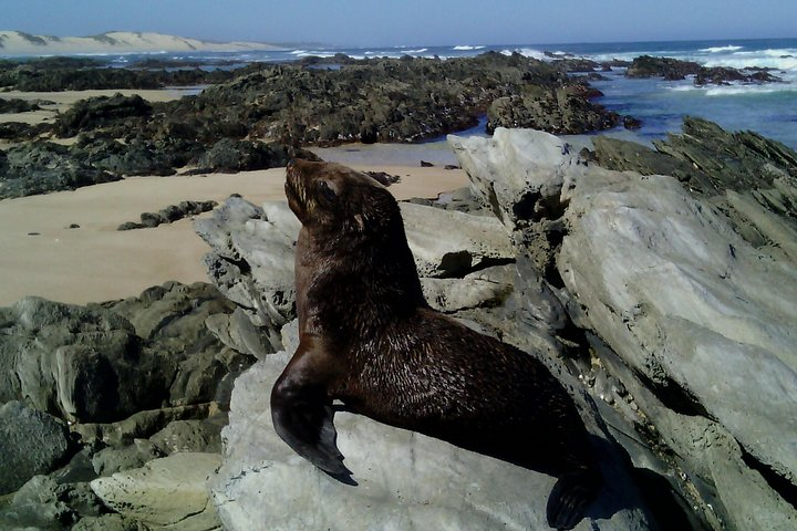 Guided Marine Walk: - Sardinia Bay (Marine Protected Area) - 3 hours in ...