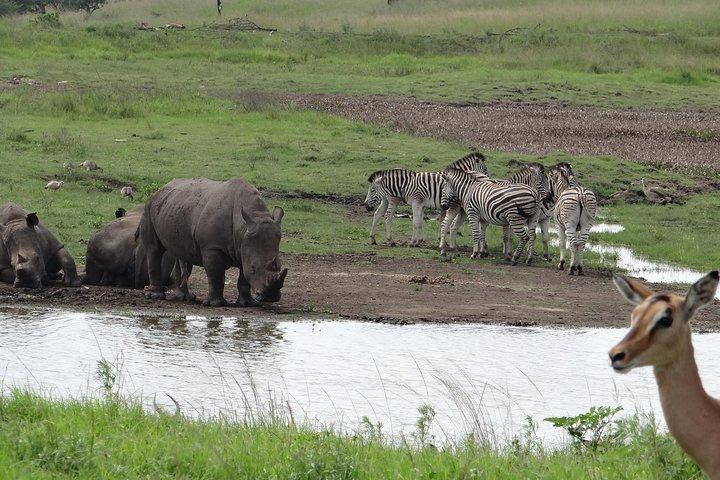 Mini Safari and Zulu Cultural experience - Day Tour in Durban | Pelago